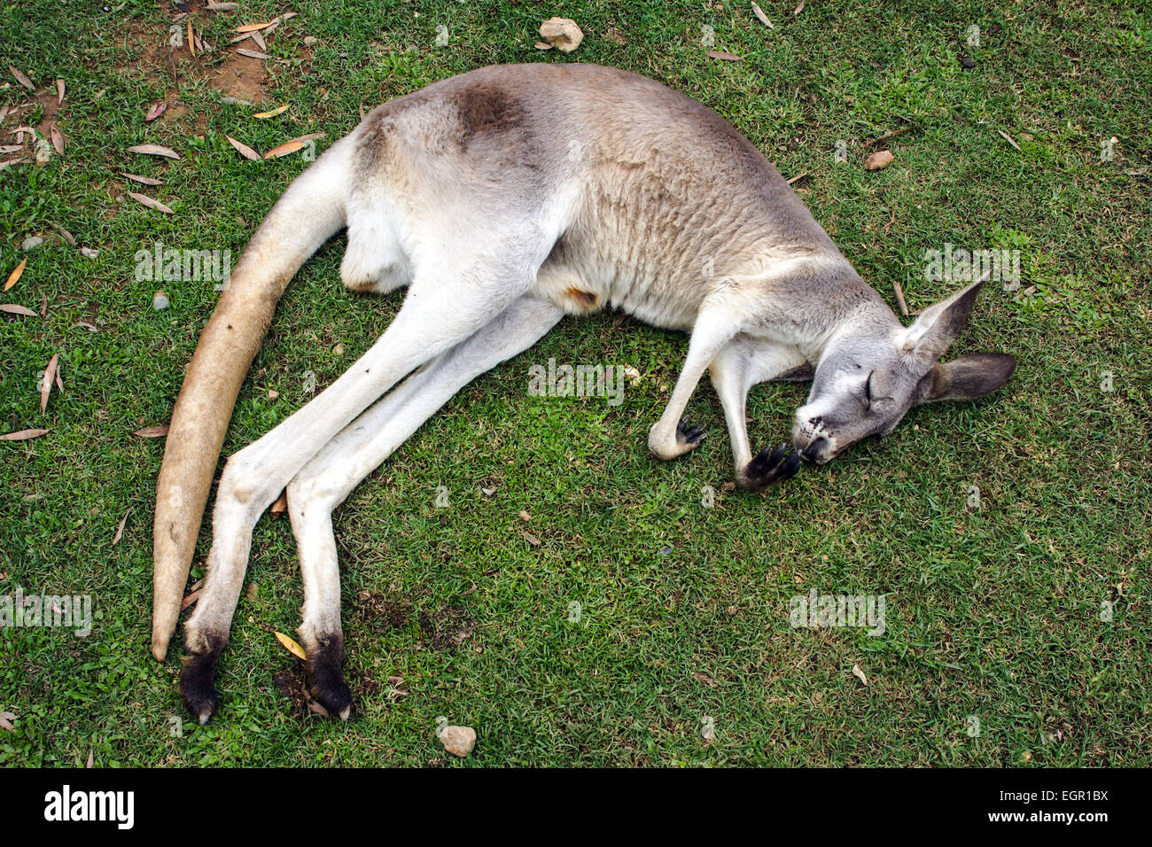 Kangaroo sleeping hi-res stock photography and images - Alamy