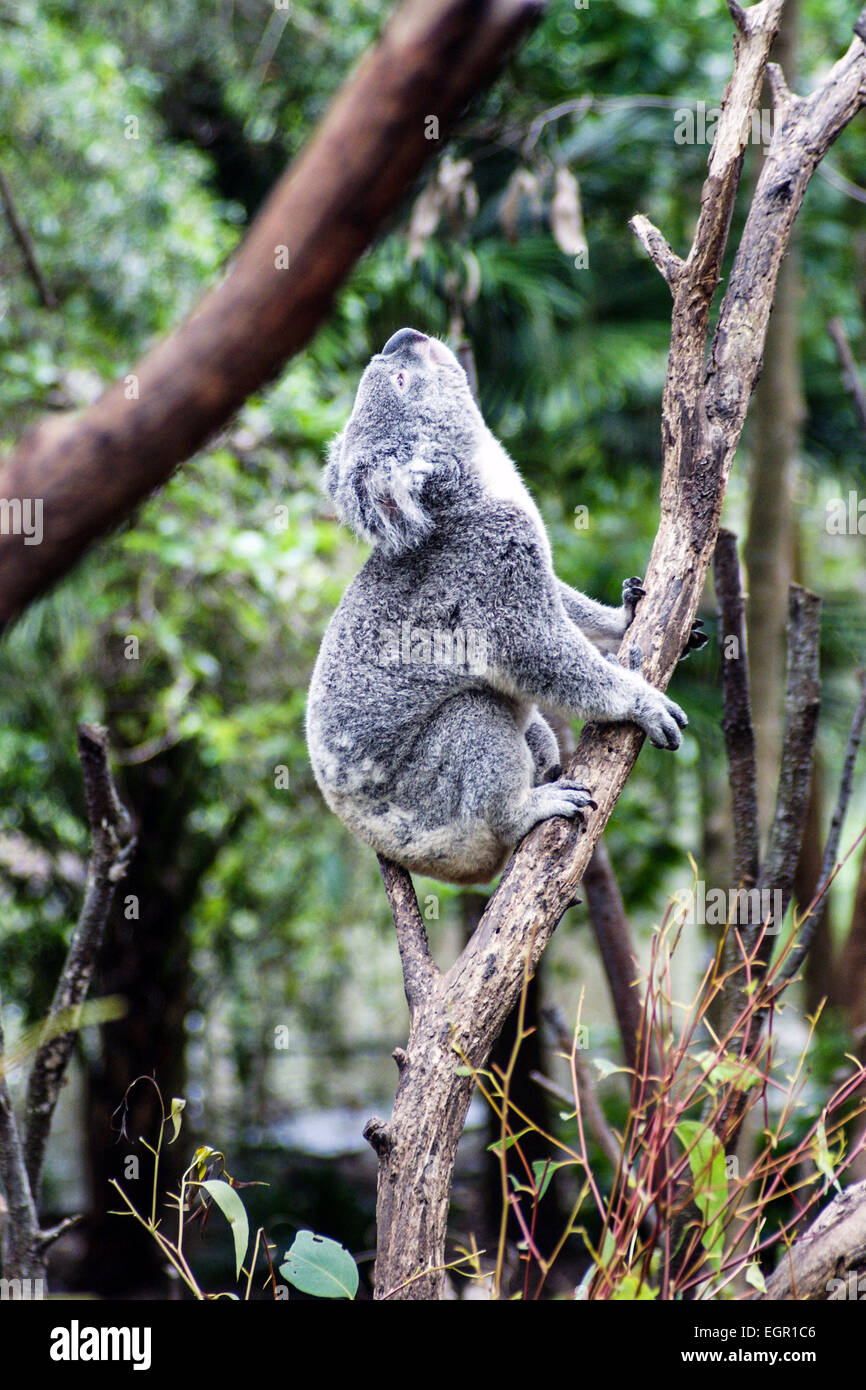 Koala catching the suns rays Stock Photo - Alamy