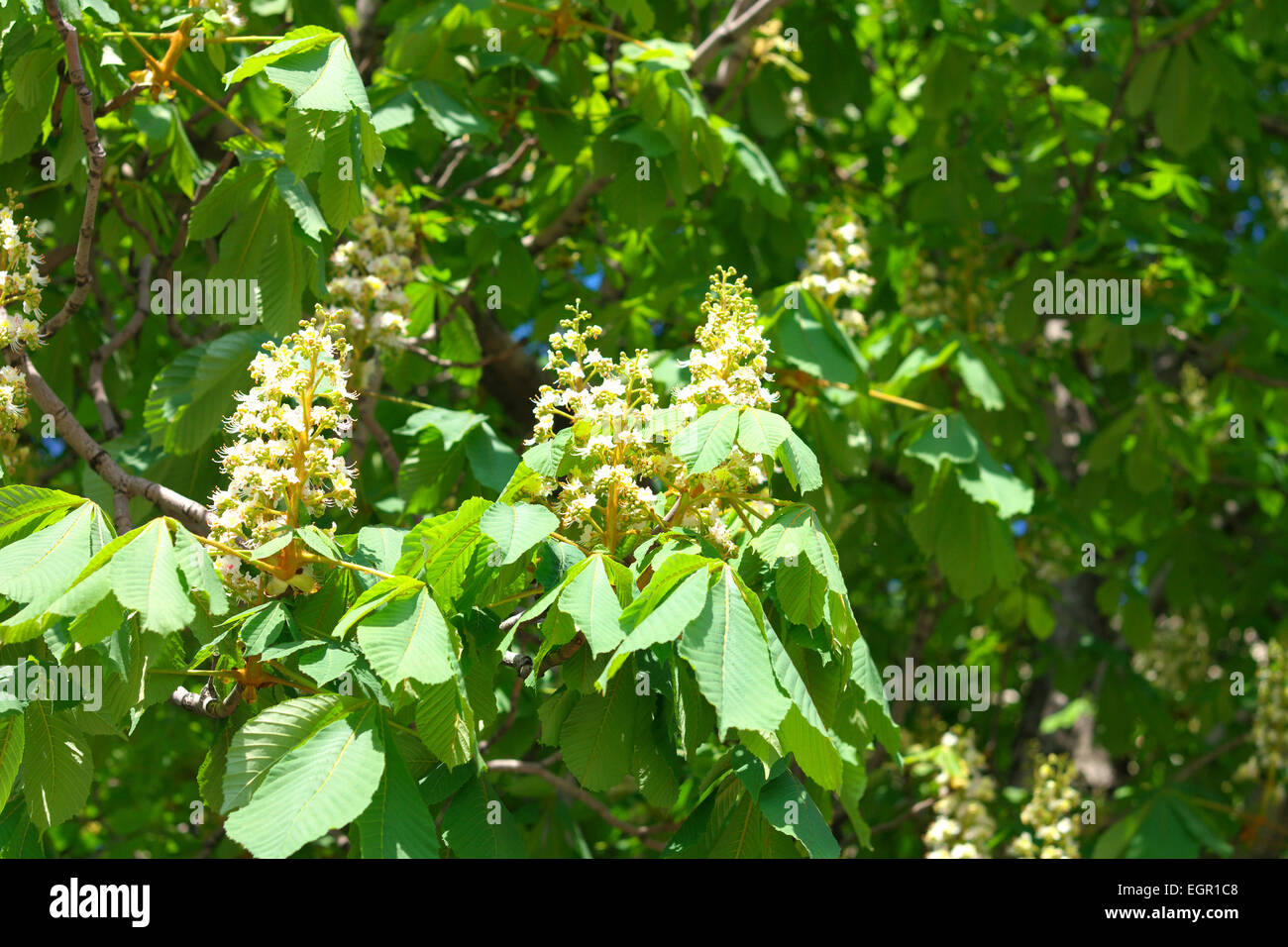 chestnut at spring Stock Photo - Alamy