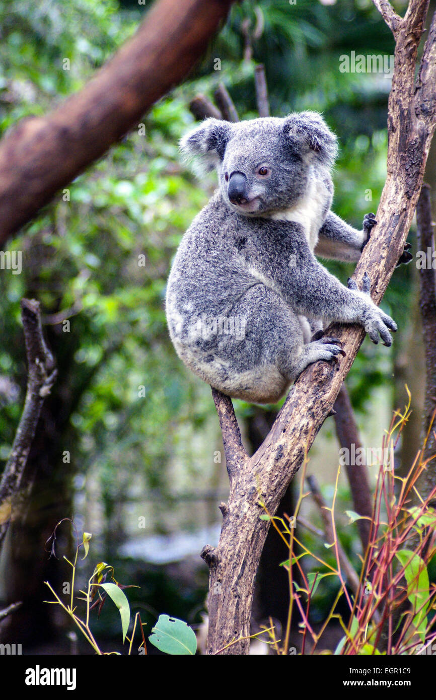 Koala looking for his mate Stock Photo - Alamy