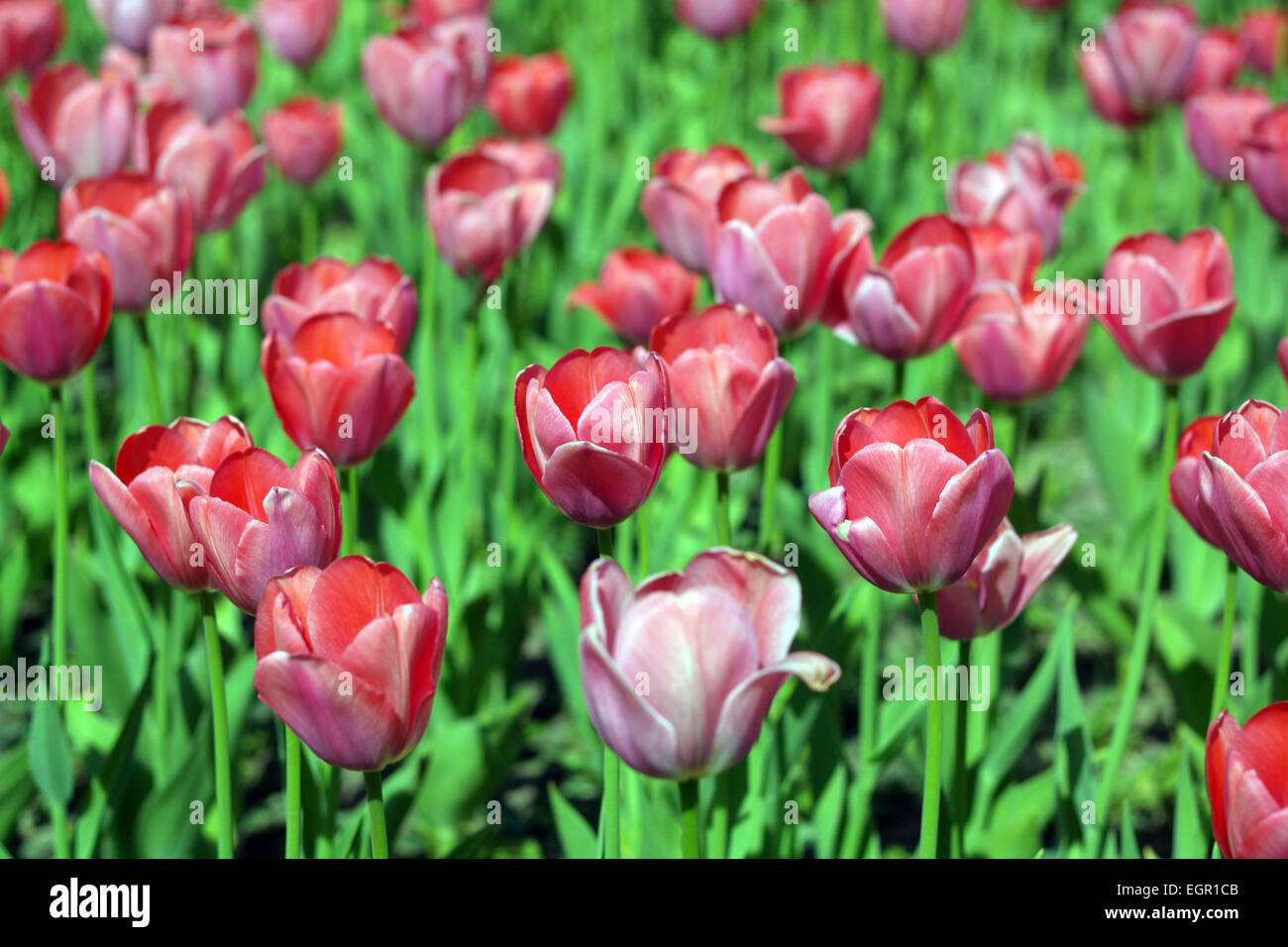 Red Tulip at Spring Stock Photo - Alamy