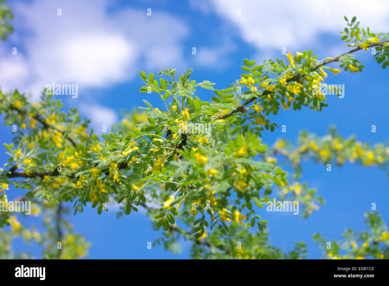 yellow acacia at Spring Stock Photo - Alamy