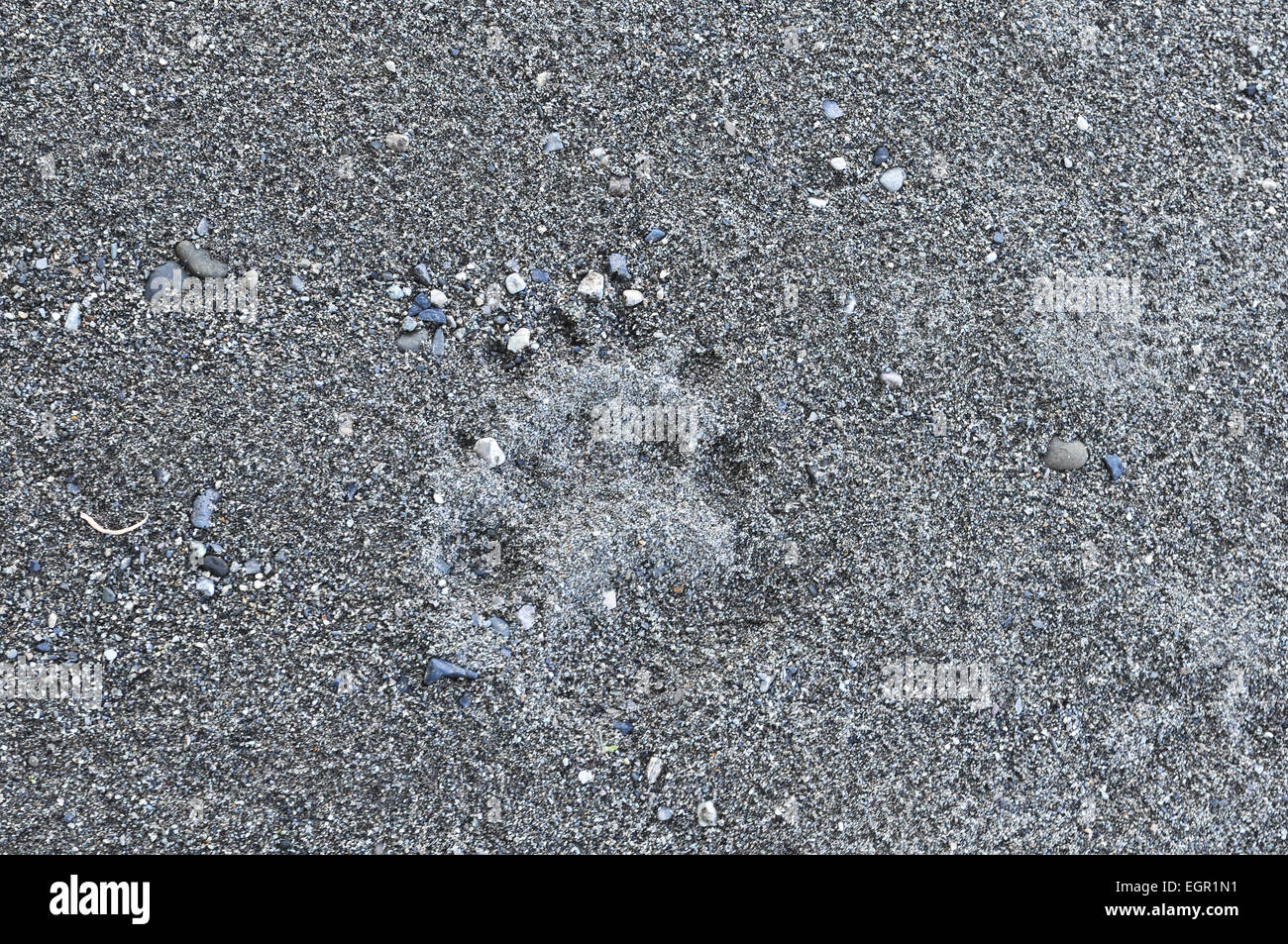 Bear track in the sand. Bears are frequent guests of travellers in the ...
