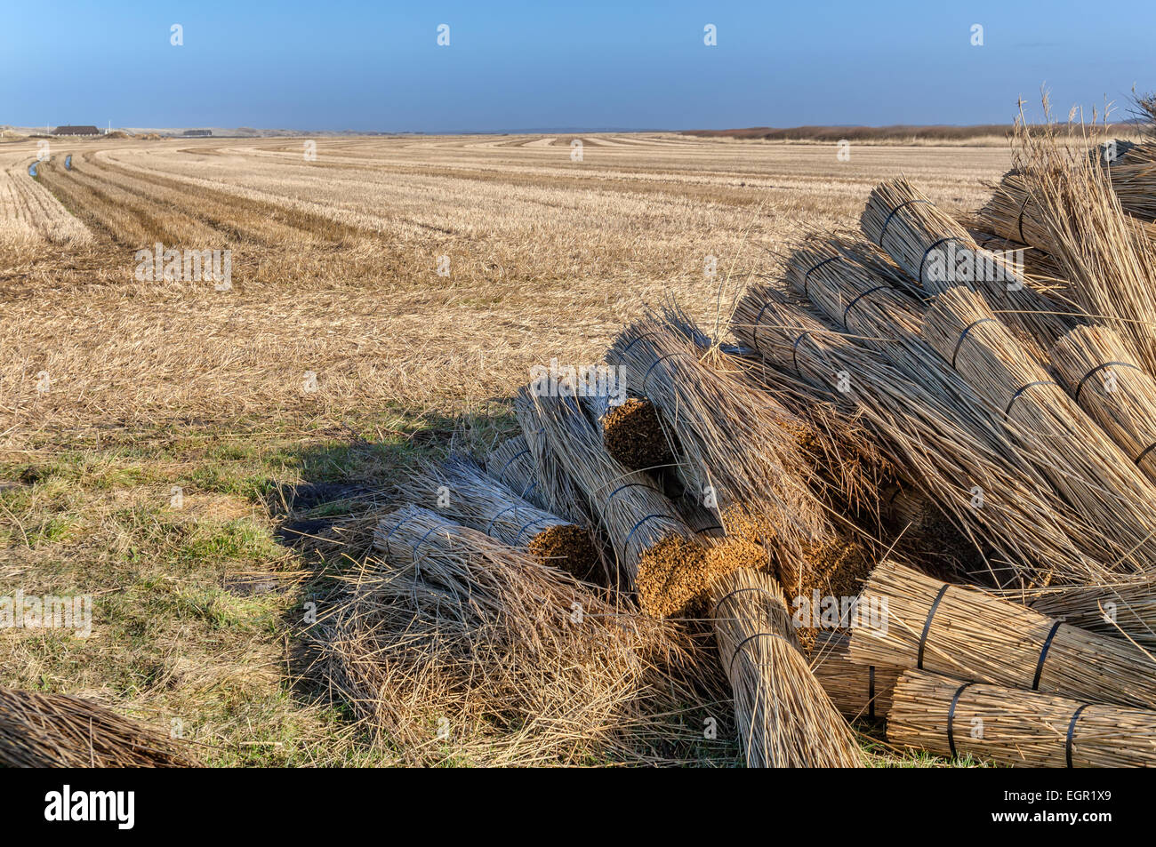 Reeds for thatching sampled in big bundles Stock Photo - Alamy