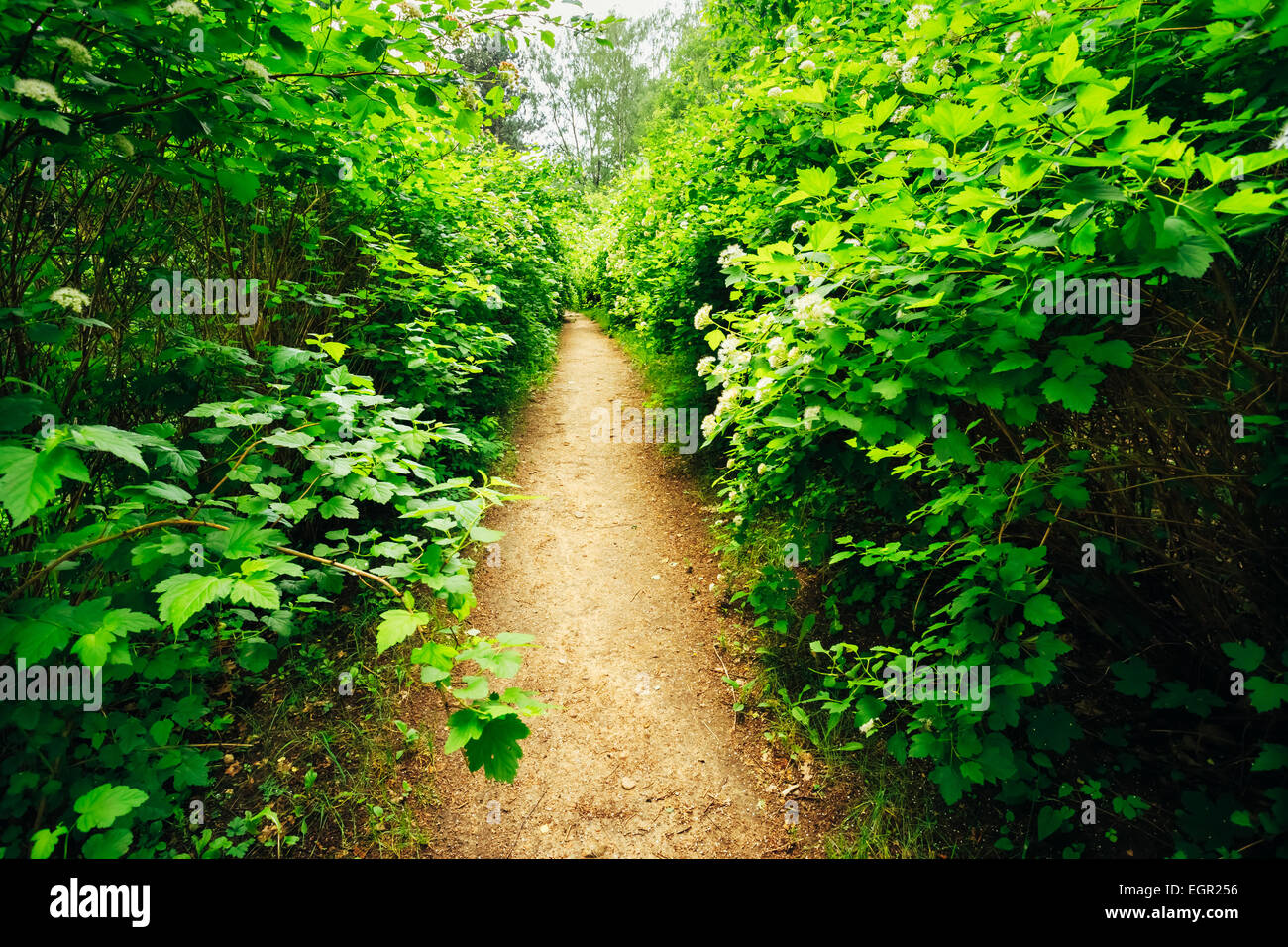 Walkway Lane Path With Green Trees And Bushes In Garden. Beautiful ...