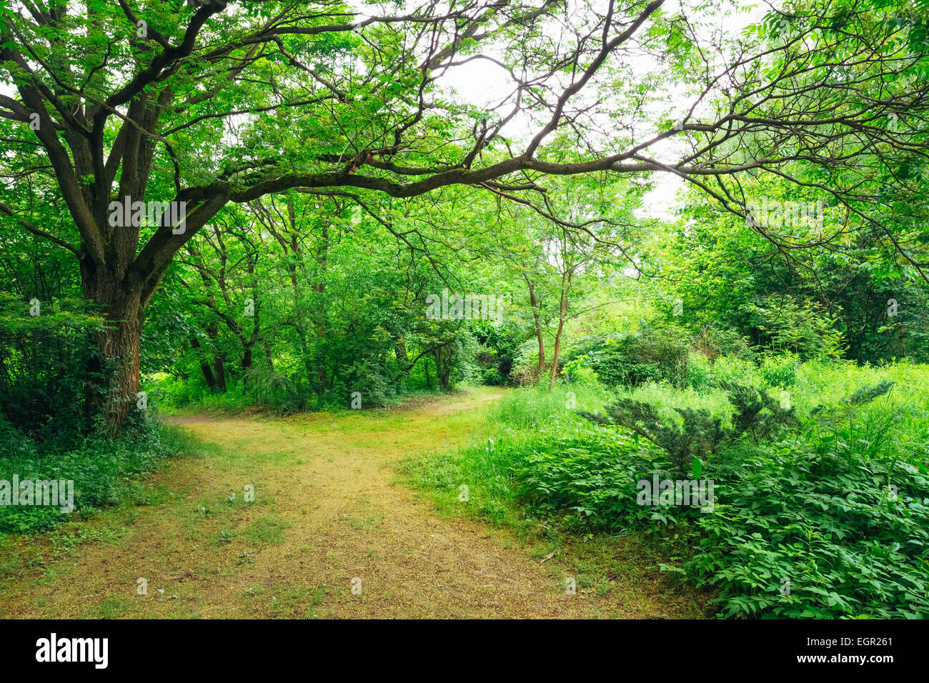 Walkway Lane Path With Green Trees in Forest. Beautiful Alley In Park ...