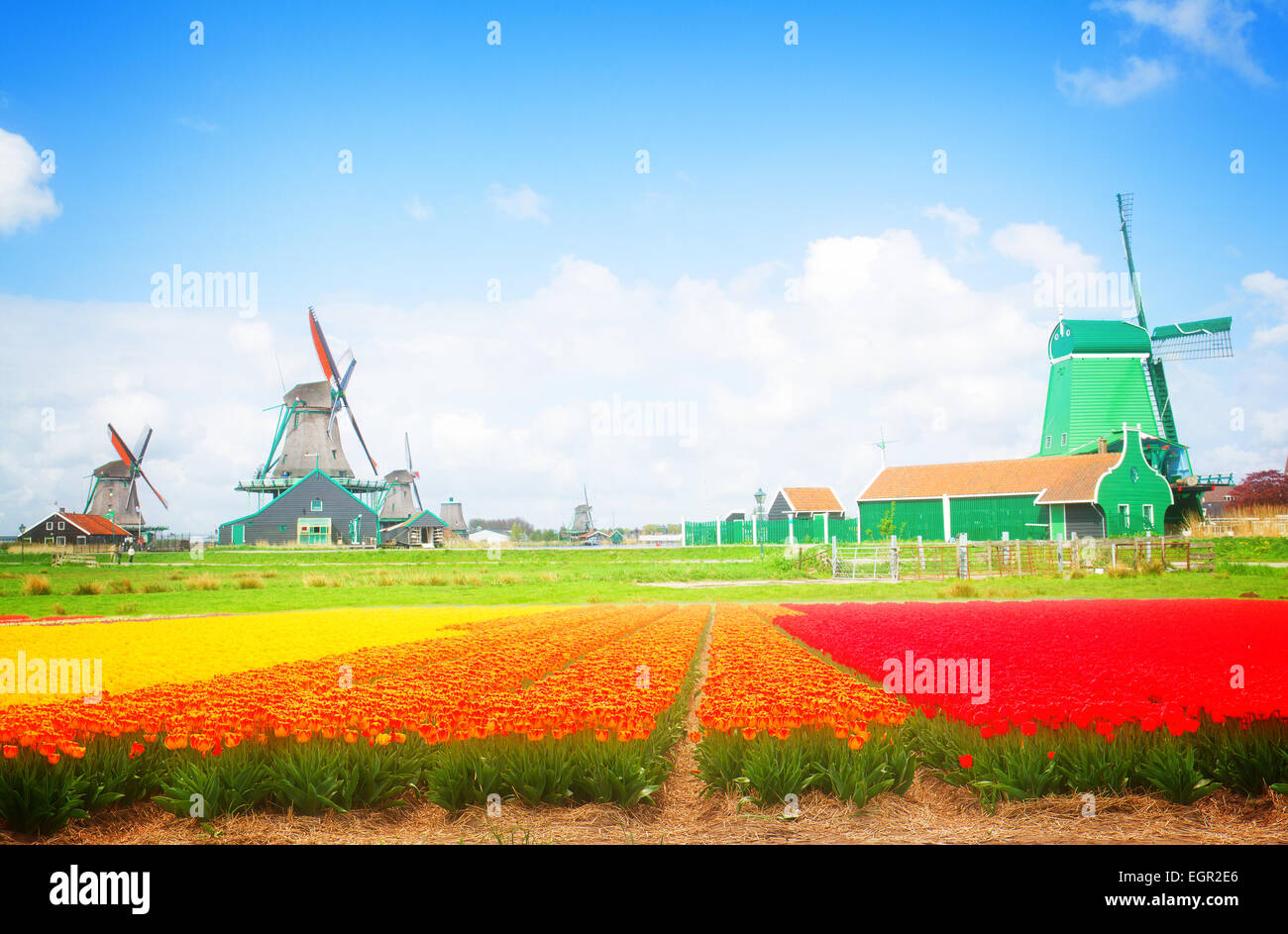 dutch windmills over tulip flower fields in sunny day, Holland, retro ...