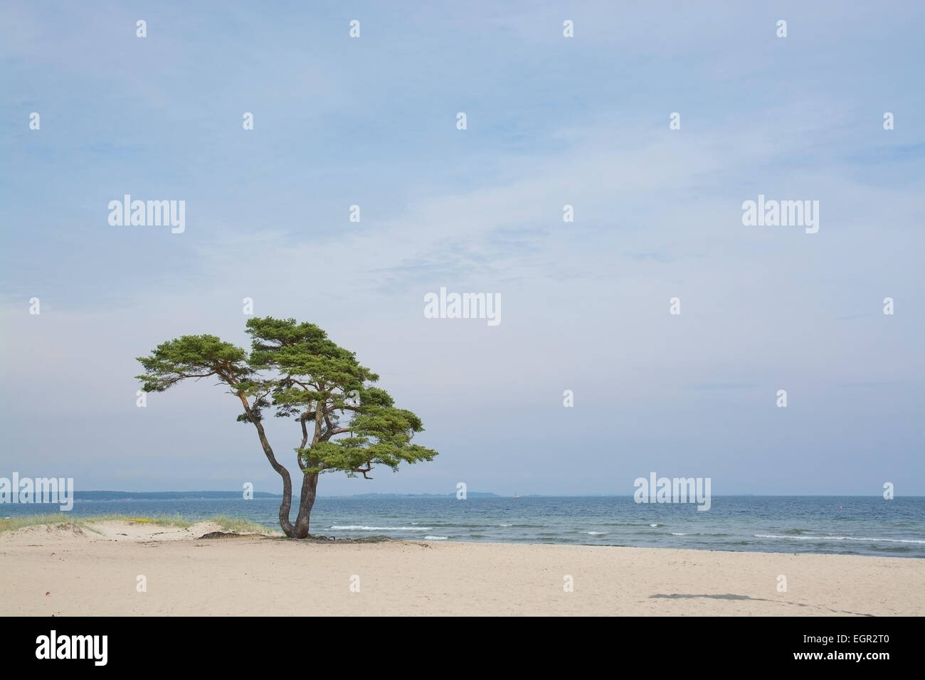Sandy beach tree branch hi-res stock photography and images - Alamy