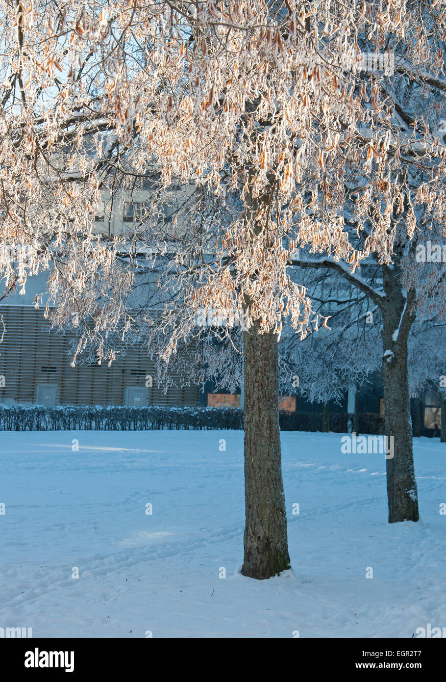 Frosty tree in brilliant sunlight on a winter day, Stockholm, Sweden ...