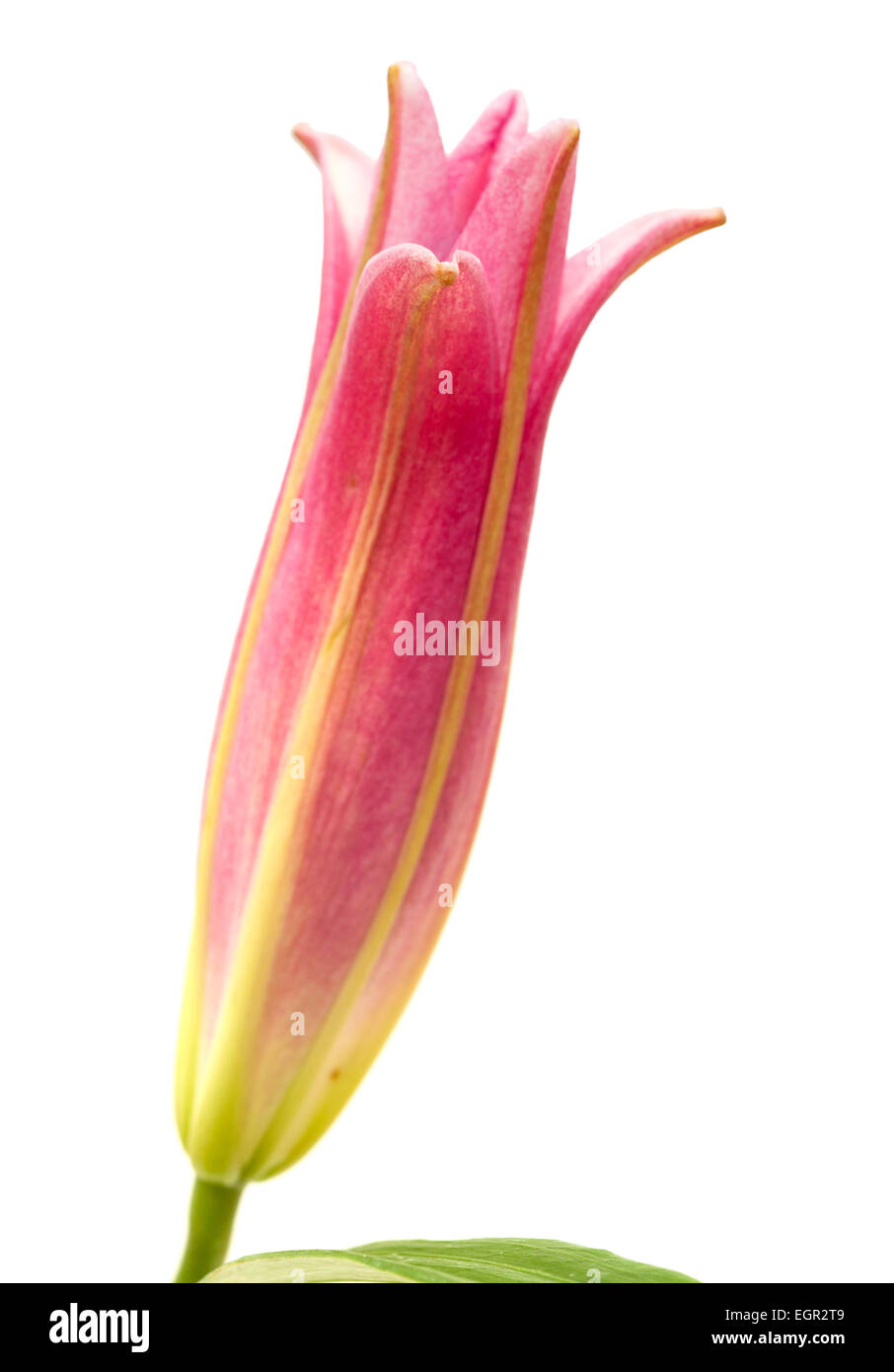 pink lily opening bud isolated on white background Stock Photo - Alamy
