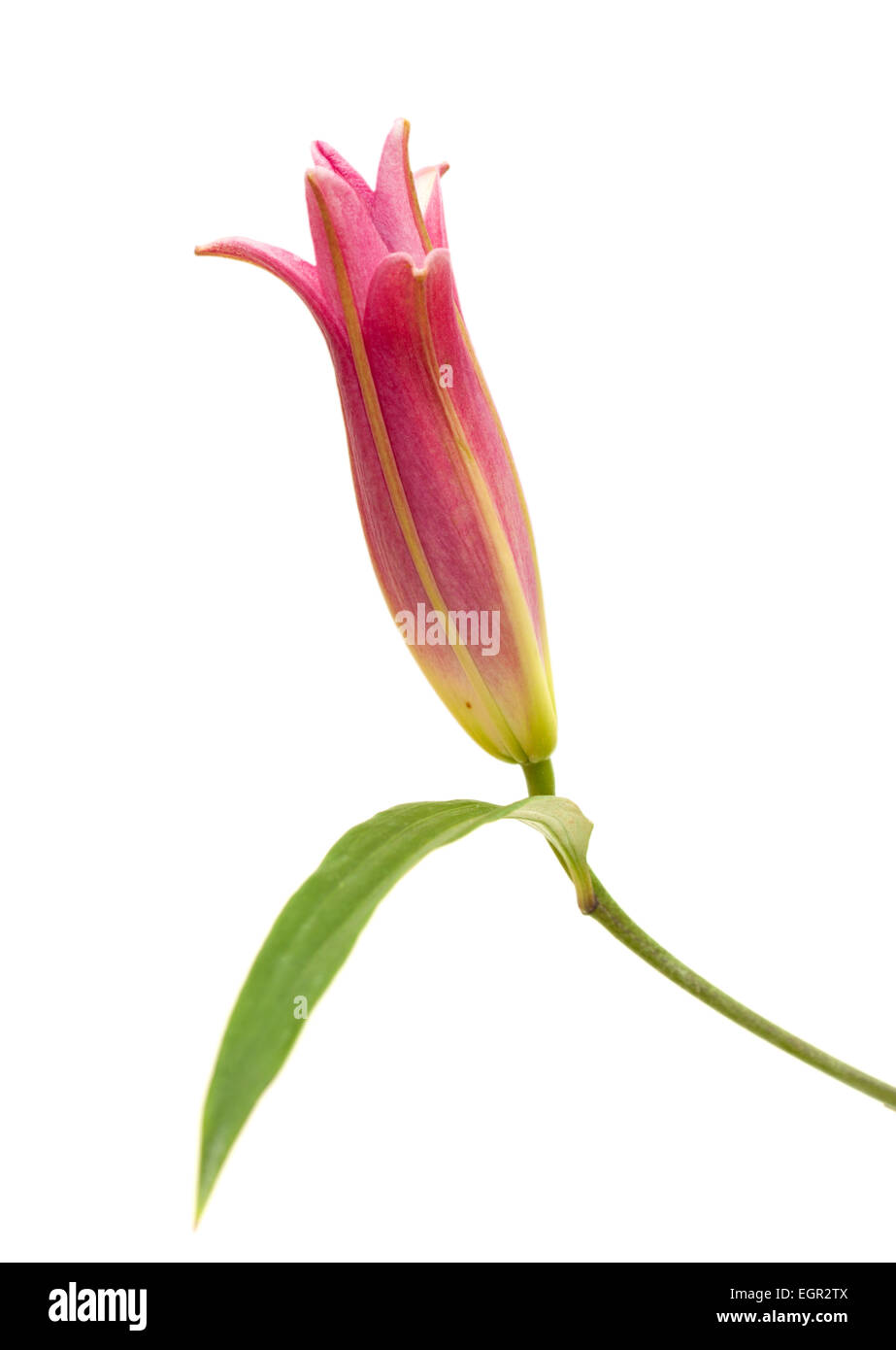 pink lily opening bud isolated on white background Stock Photo - Alamy