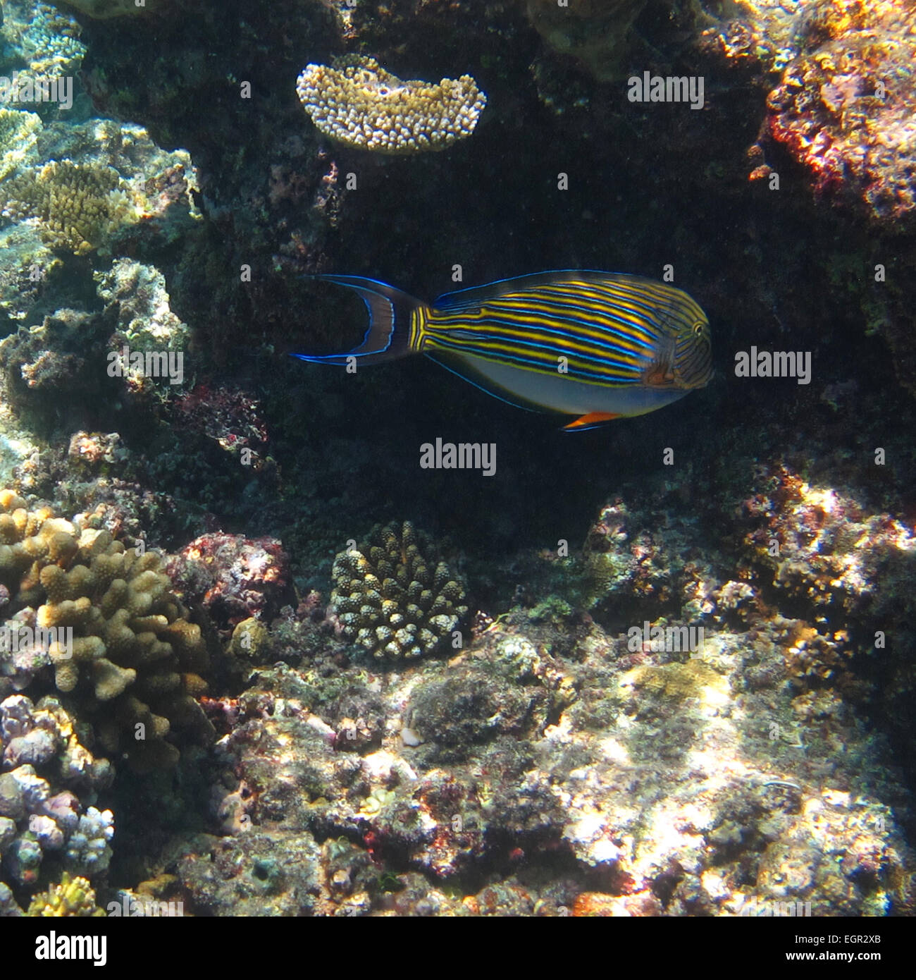 Lined Surgeonfish swimming on a reef in the Maldives Stock Photo - Alamy