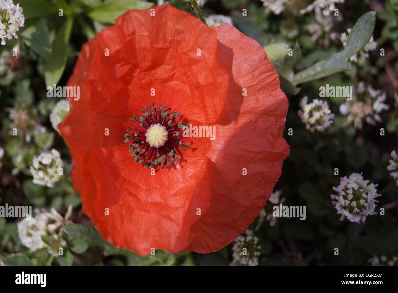 Poppy straw hi-res stock photography and images - Alamy