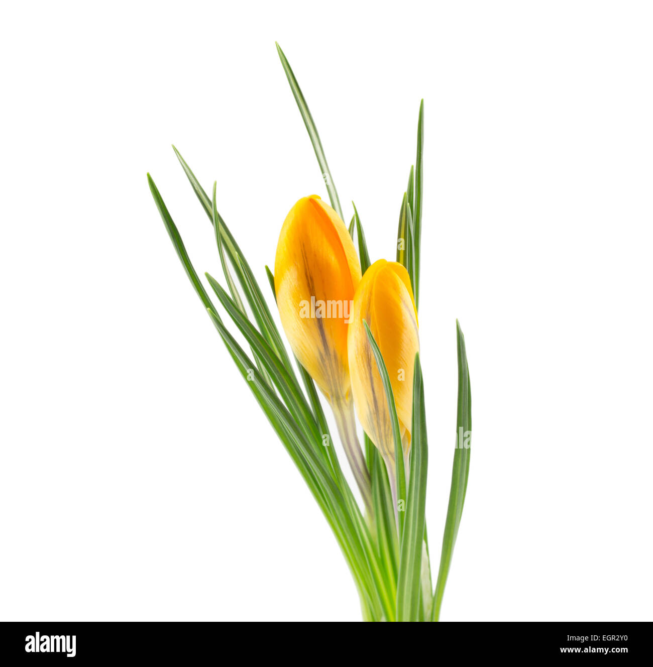 crocus blooming on the white background Stock Photo - Alamy