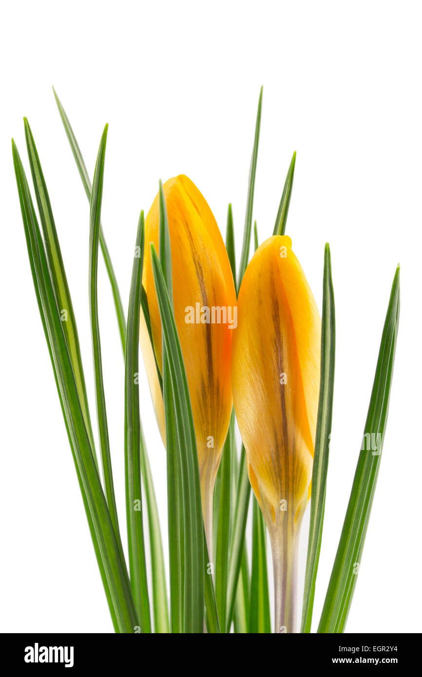 crocus blooming on the white background Stock Photo - Alamy