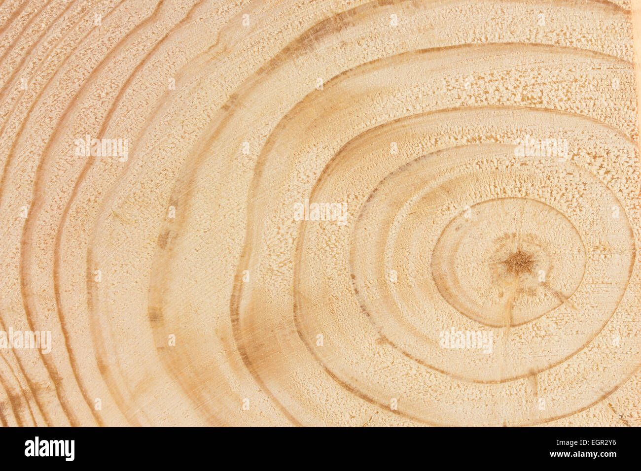 close-up wooden cut texture Stock Photo - Alamy