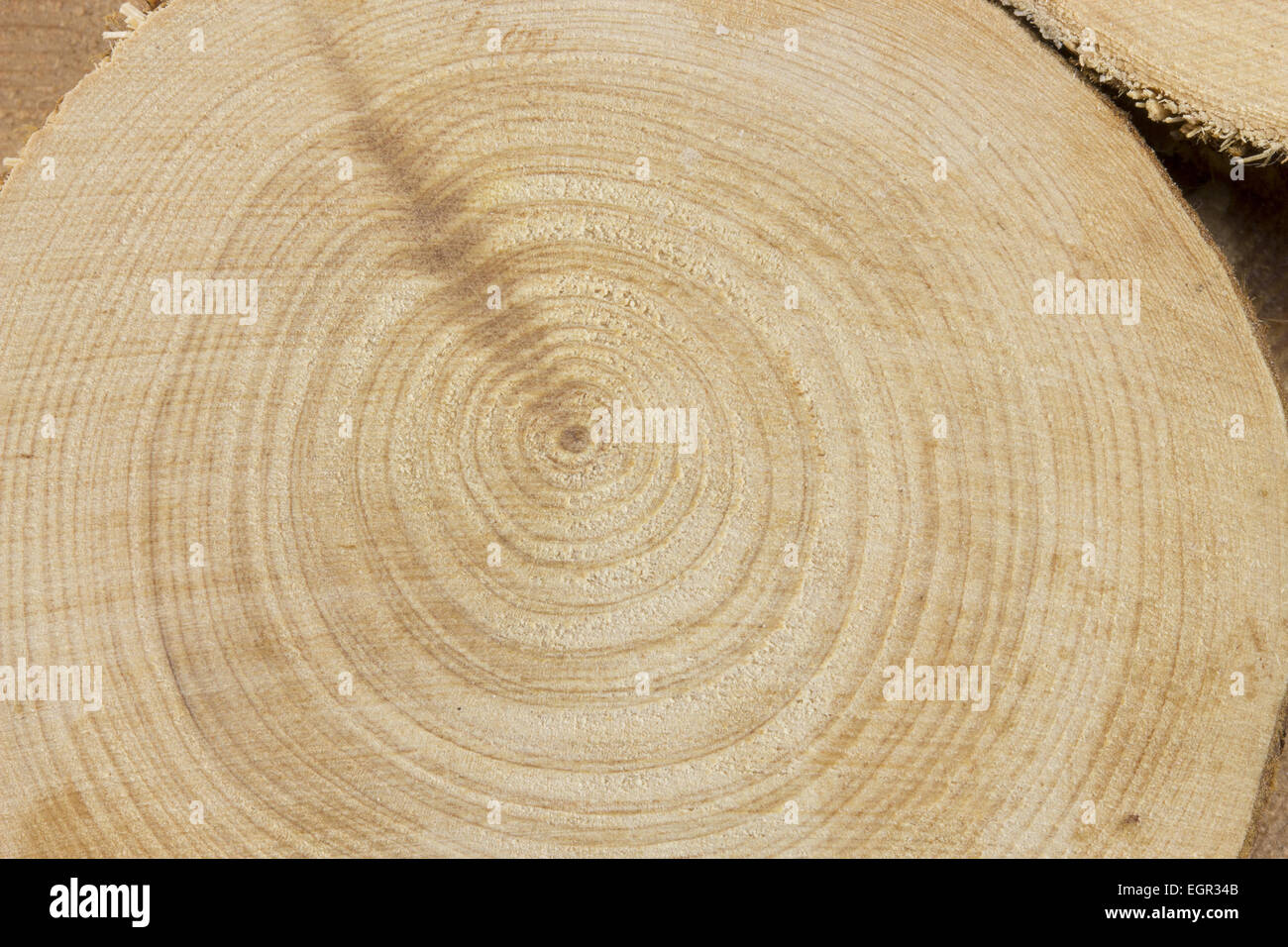 close-up wooden cut texture Stock Photo - Alamy