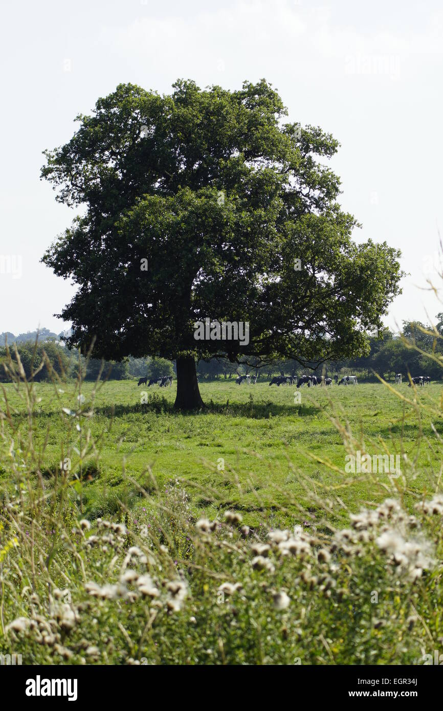 Oak (?) tree in field, with what looks like the side profile of a face ...