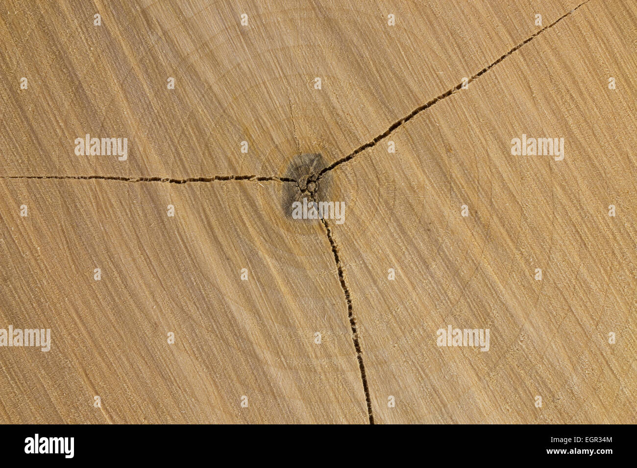 close-up wooden cut texture Stock Photo - Alamy