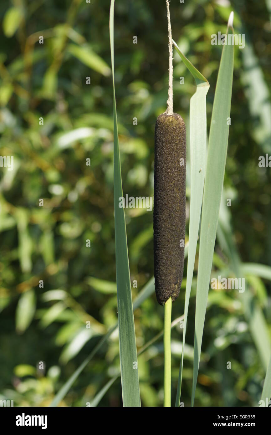 Close up water reed hi-res stock photography and images - Alamy