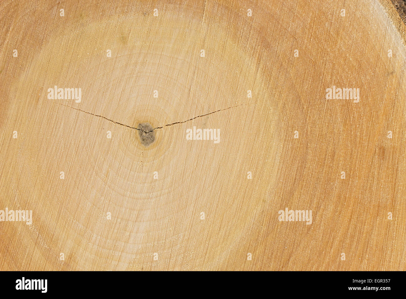 close-up wooden cut texture Stock Photo - Alamy