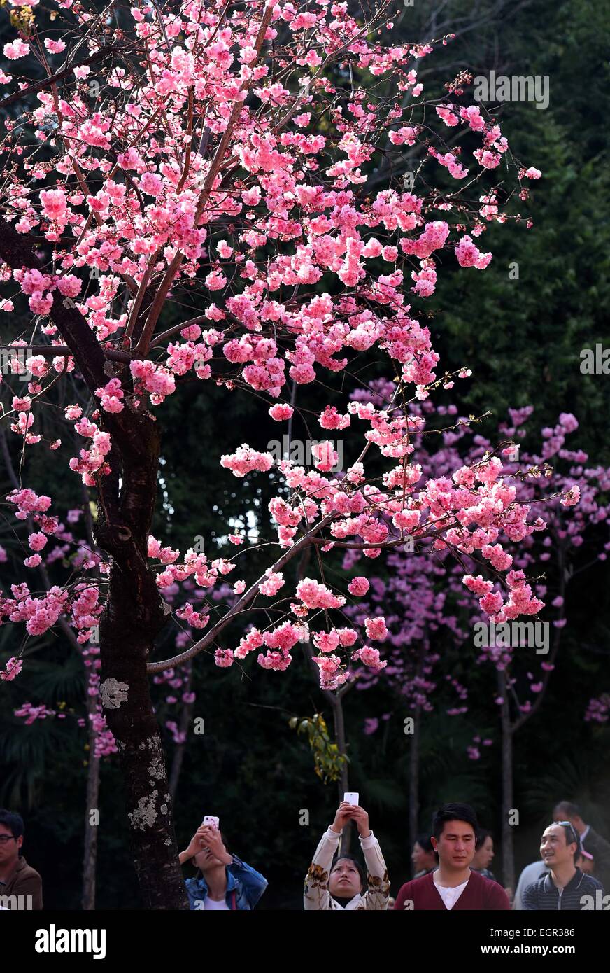 Cherry blossom in kunming yunnan hi-res stock photography and images ...