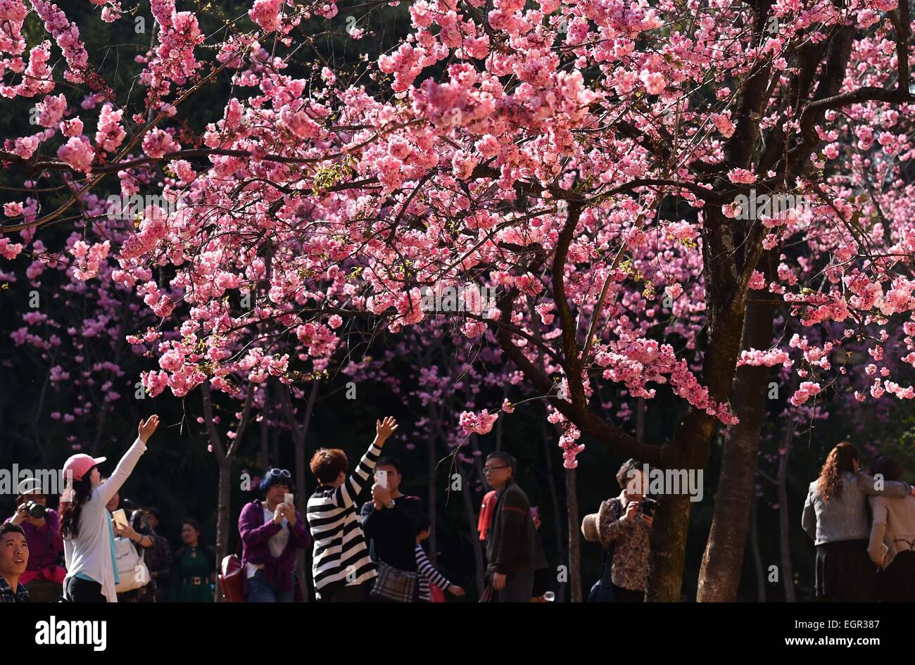 Cherry blossom in kunming yunnan hi-res stock photography and images ...