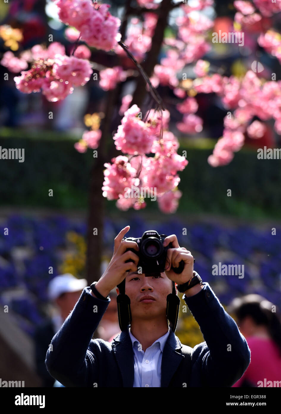 Cherry blossom in kunming yunnan hi-res stock photography and images ...