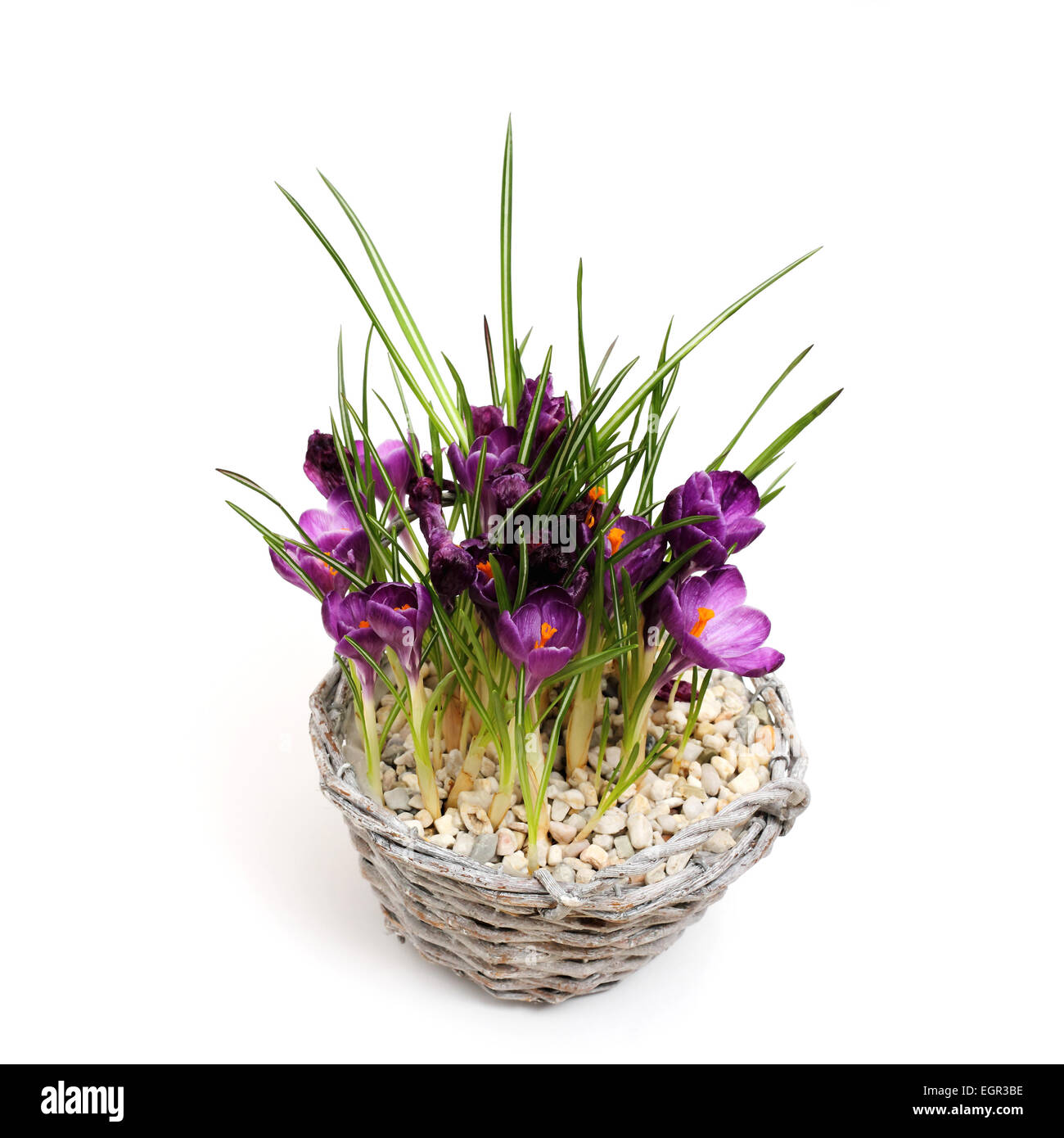 Saffron crocus in pot hi-res stock photography and images - Alamy