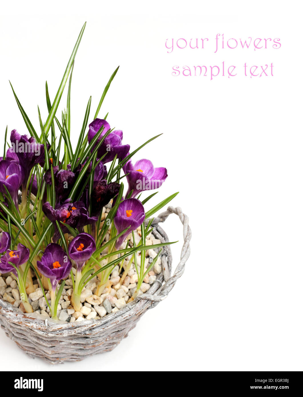 Crocus flowers in pot, isolated on white Stock Photo - Alamy