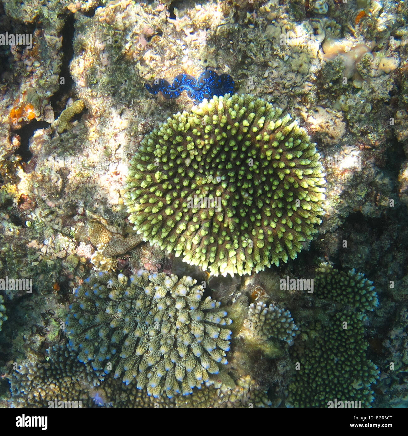 A giant clam next to a plate coral on a reef off Cocoa Island in the ...