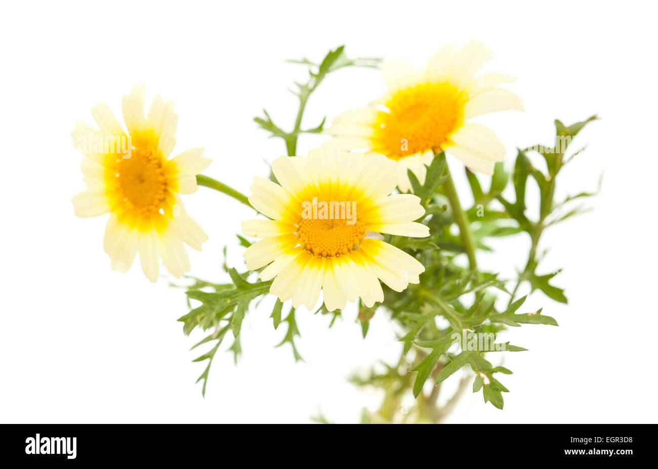 All-yellow Garland chrysanthemum isolated on white background Stock ...