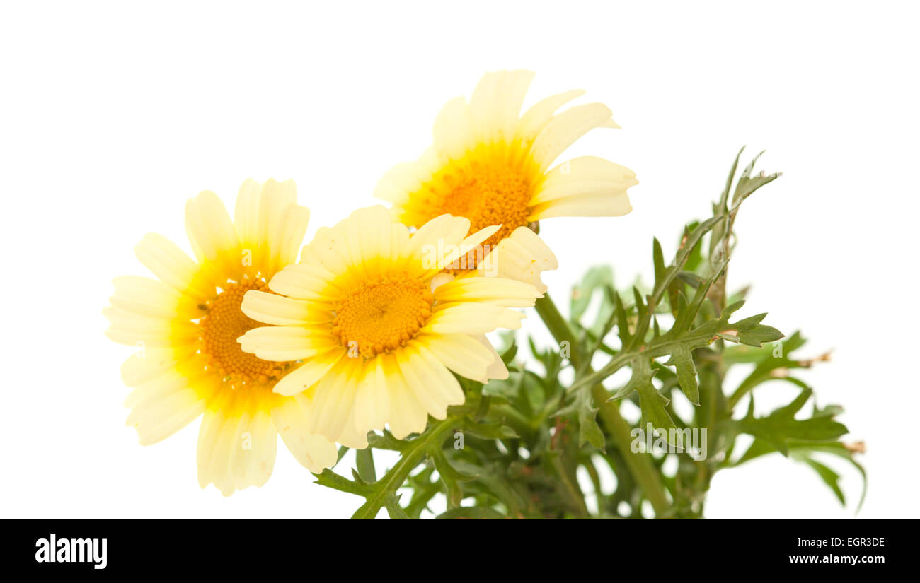 All-yellow Garland chrysanthemum isolated on white background Stock ...