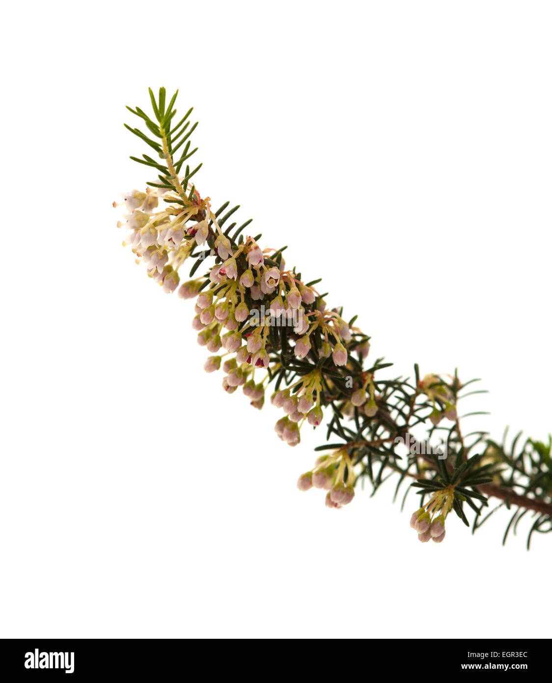 Erica arborea, tree heath, isolated on white background Stock Photo - Alamy