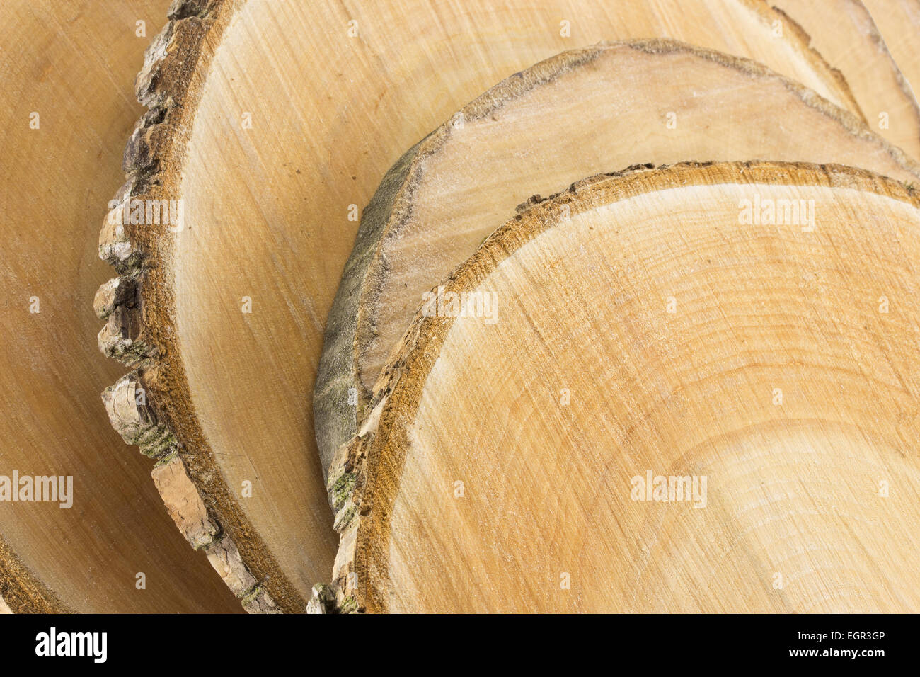 close-up wooden cut texture Stock Photo - Alamy