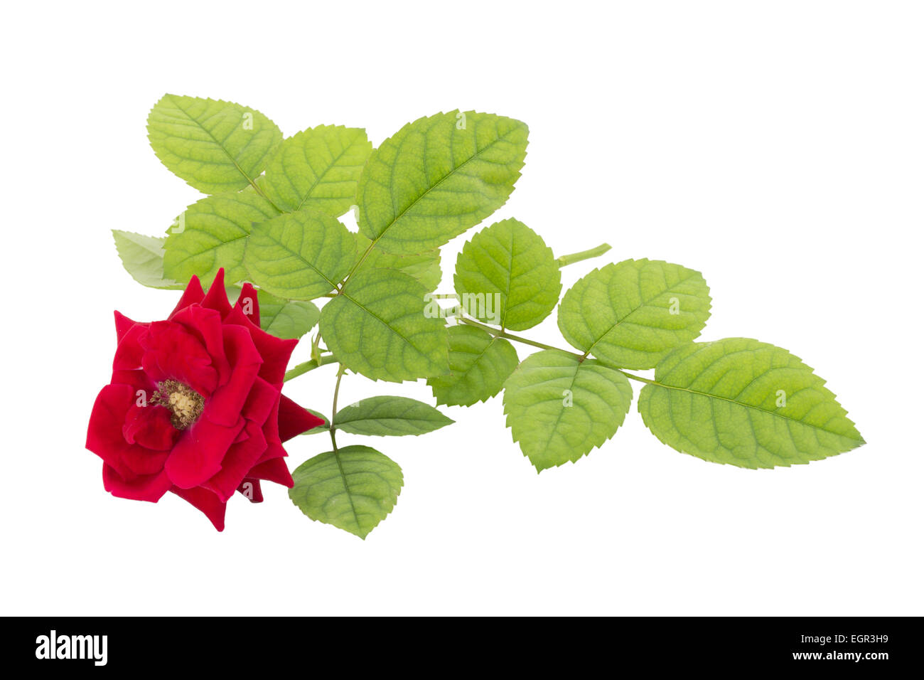 red rose bud, branch Stock Photo - Alamy