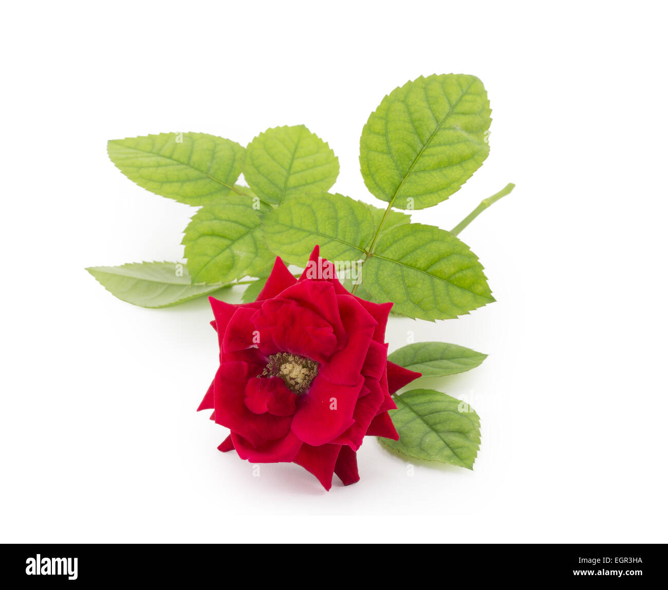 red rose bud, branch Stock Photo - Alamy