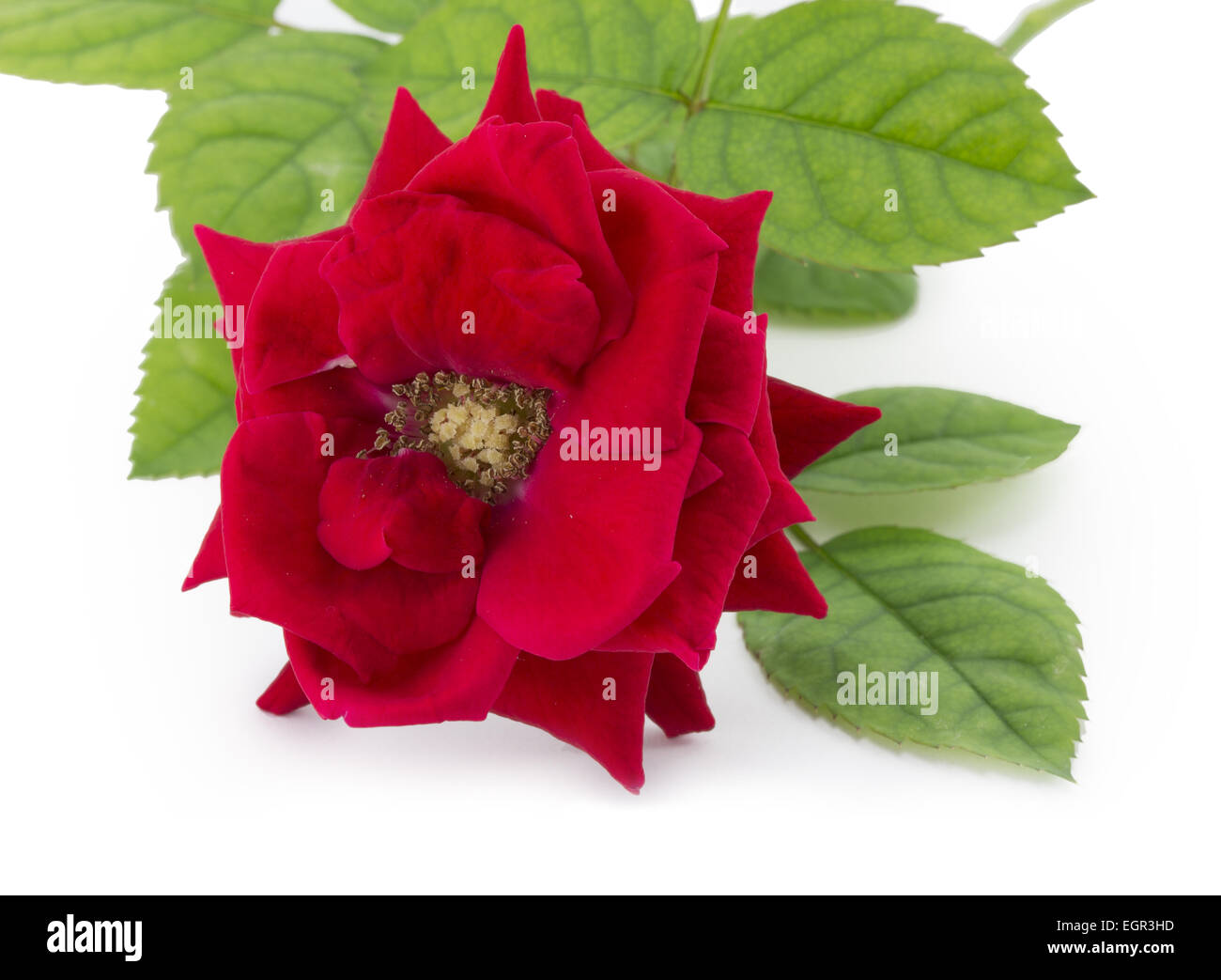 red rose bud, branch Stock Photo - Alamy