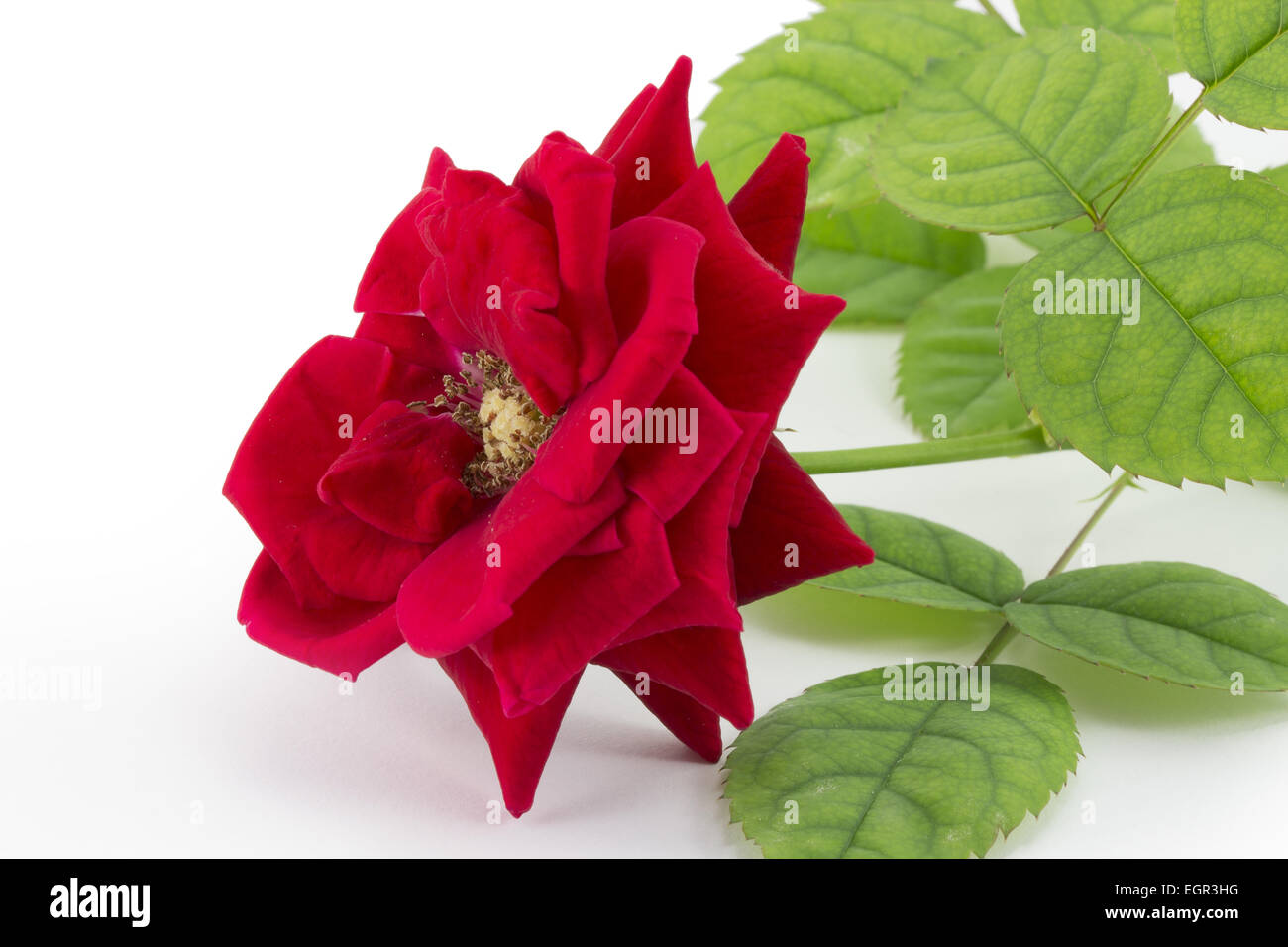 red rose bud, branch Stock Photo - Alamy