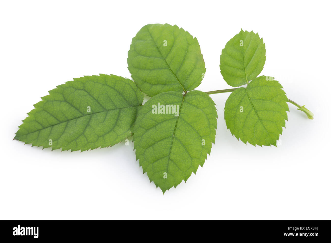red rose bud, branch Stock Photo - Alamy
