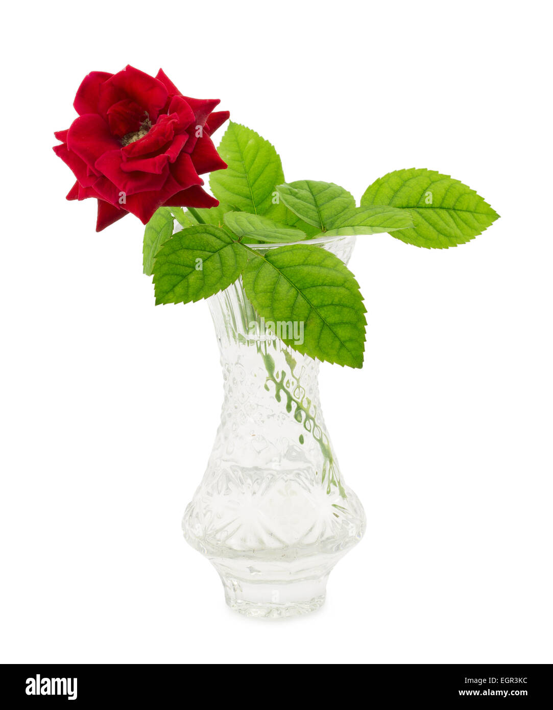 red rose bud, branch Stock Photo - Alamy