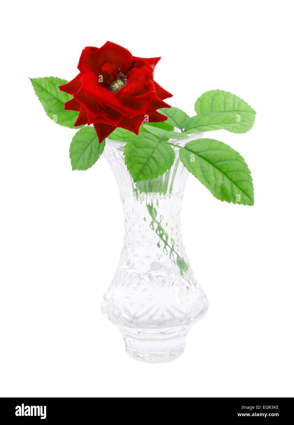 red rose bud, branch Stock Photo - Alamy