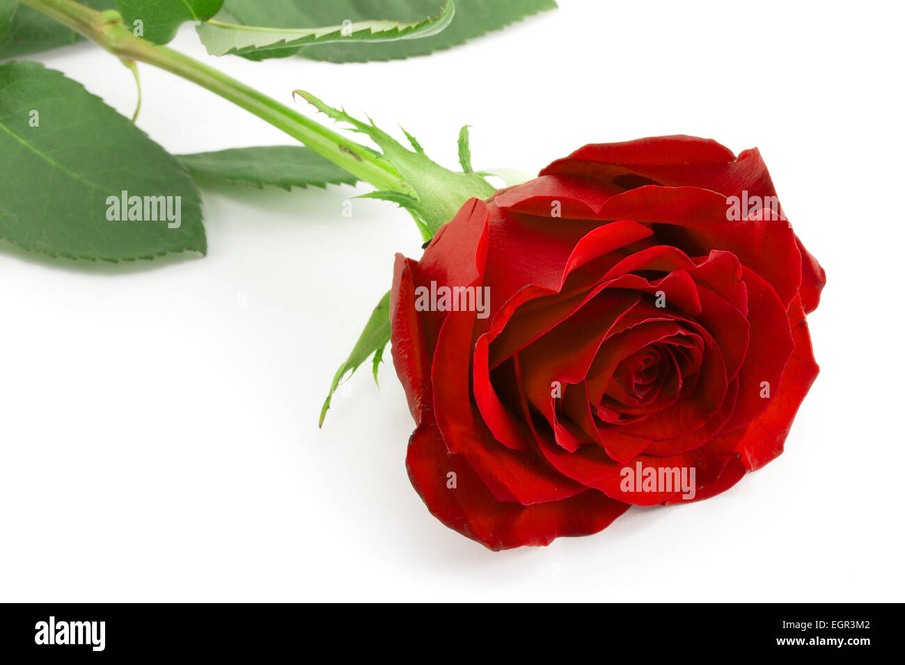 Flower single long stem red rose isolated hi-res stock photography and ...