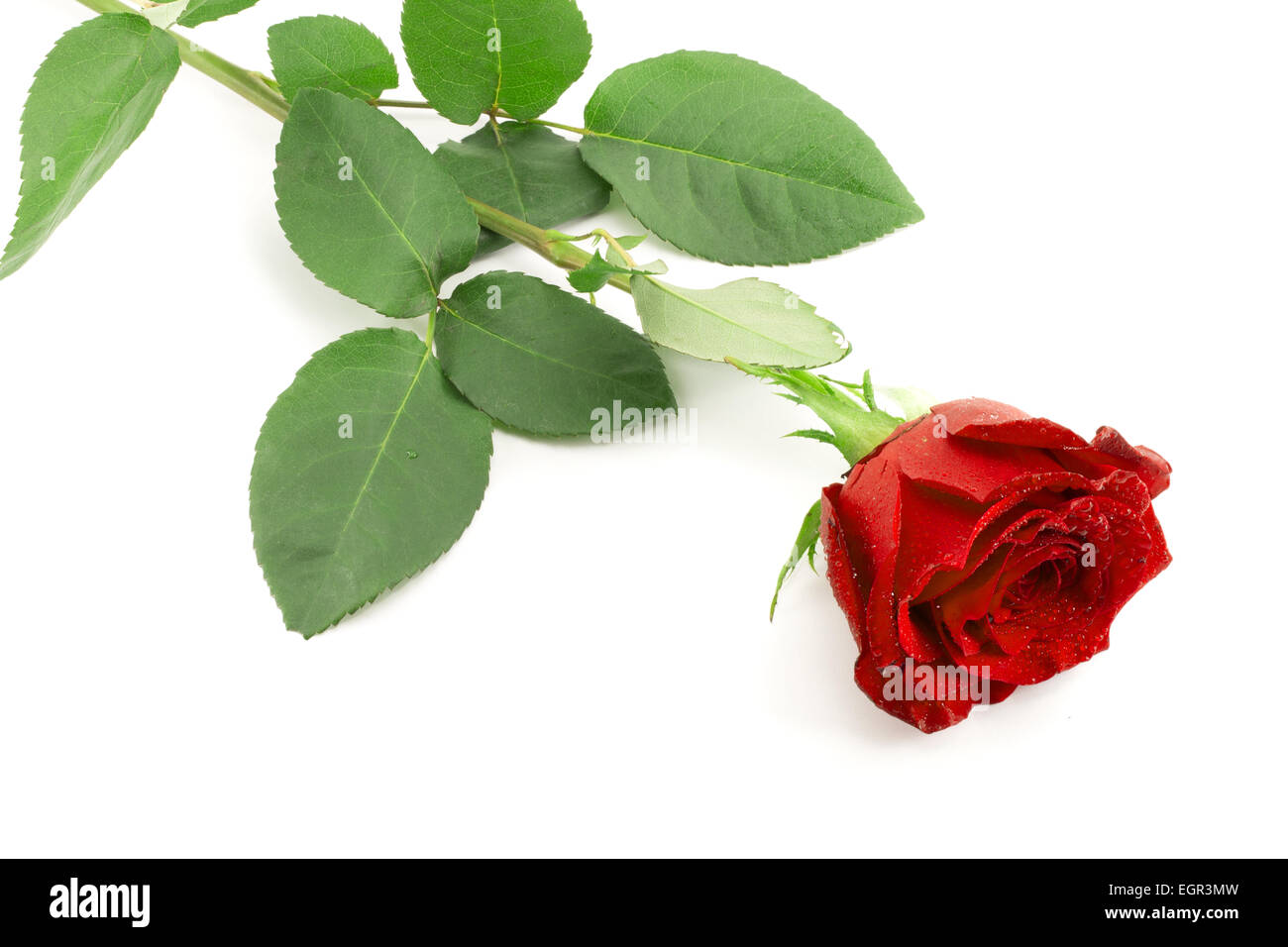 red rose bud on a long green stem Stock Photo - Alamy