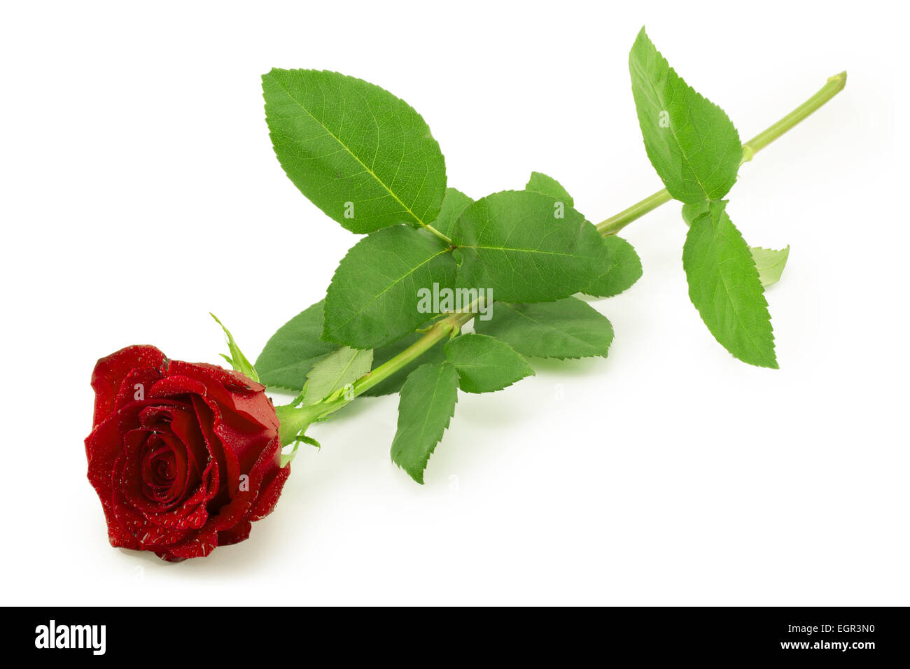 Dewdrop rose Cut Out Stock Images & Pictures - Alamy