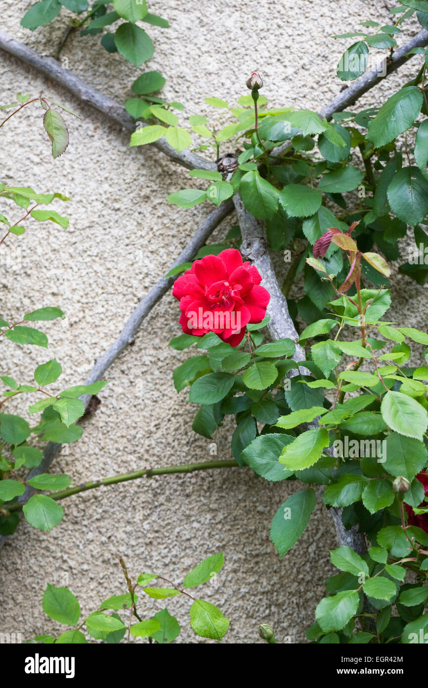 Climbing red rose hi-res stock photography and images - Alamy