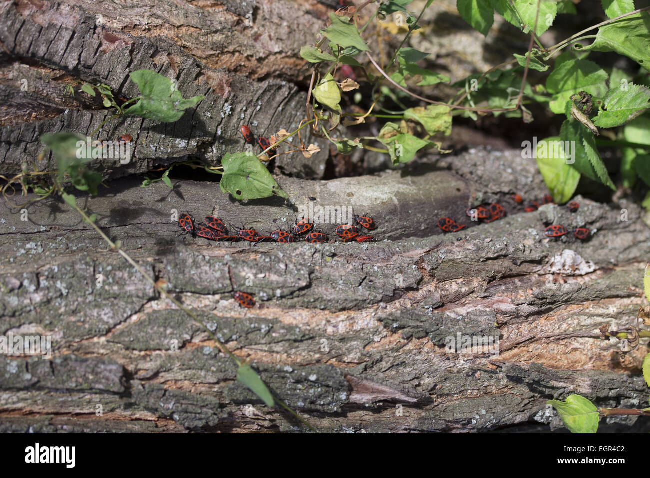 soldier bug on a fallen tree Stock Photo - Alamy