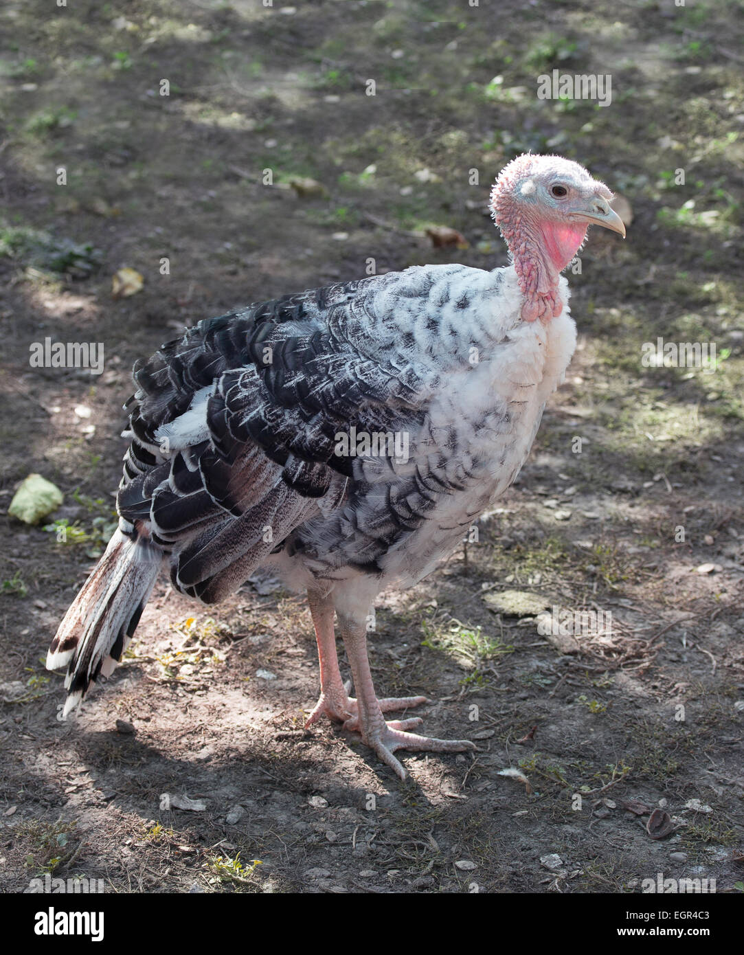 Turkeys face hi-res stock photography and images - Alamy