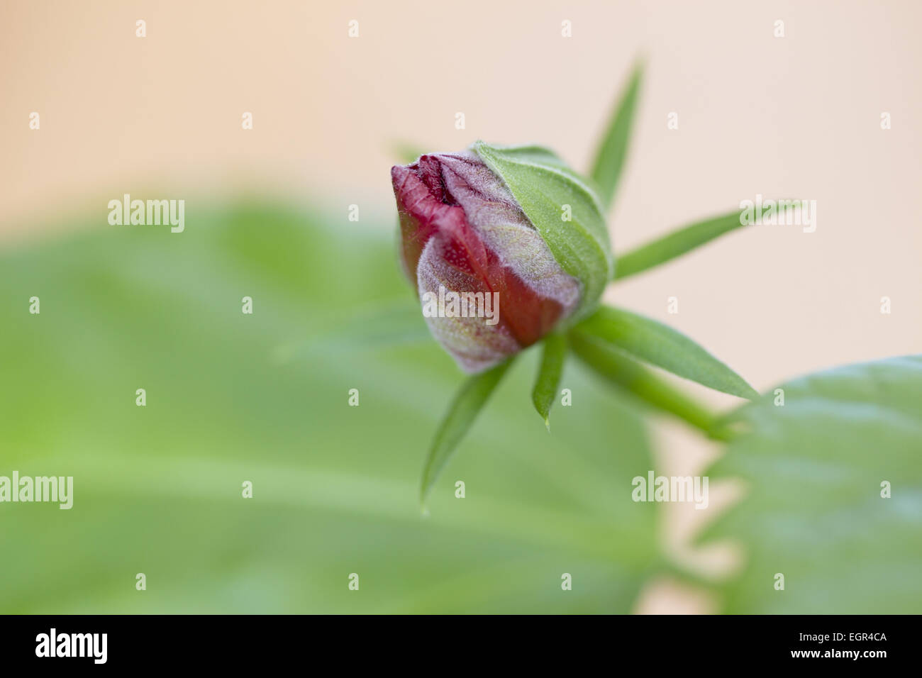 beautiful flower of a rose bud Stock Photo - Alamy