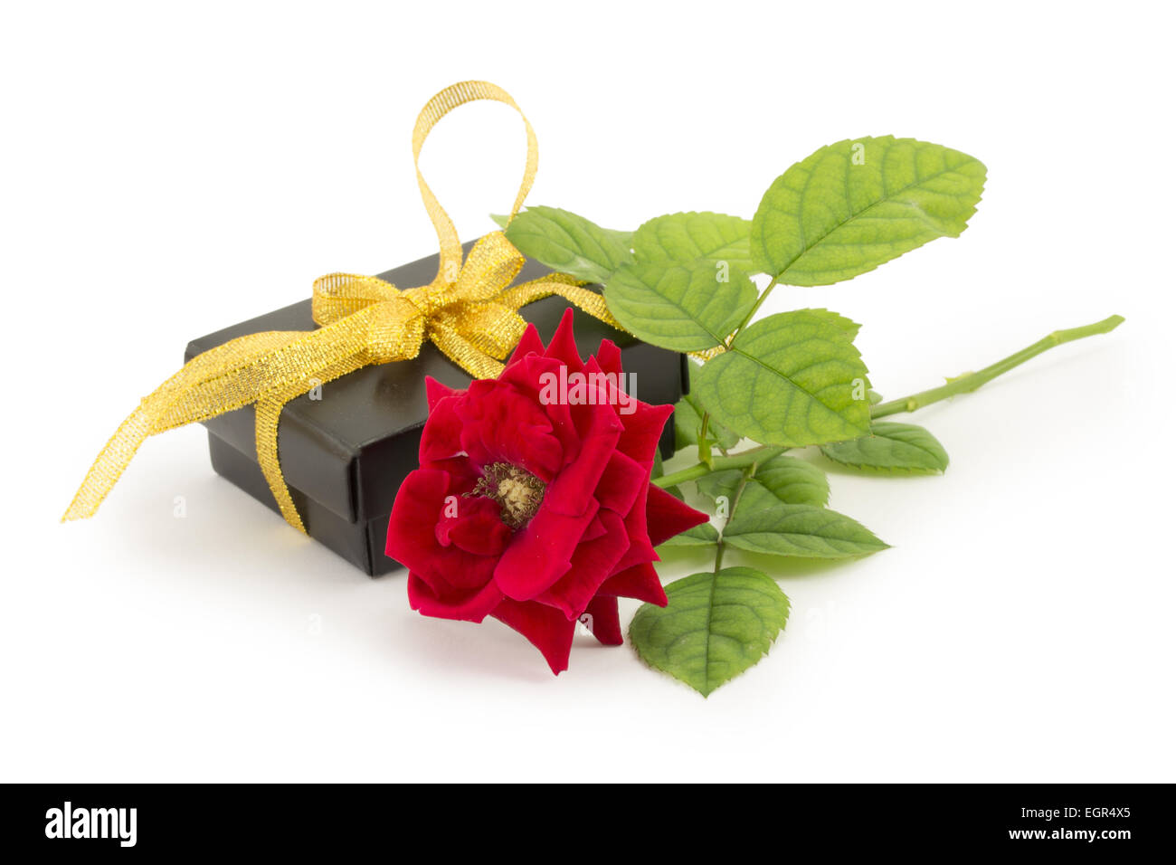 red rose bud, branch Stock Photo - Alamy